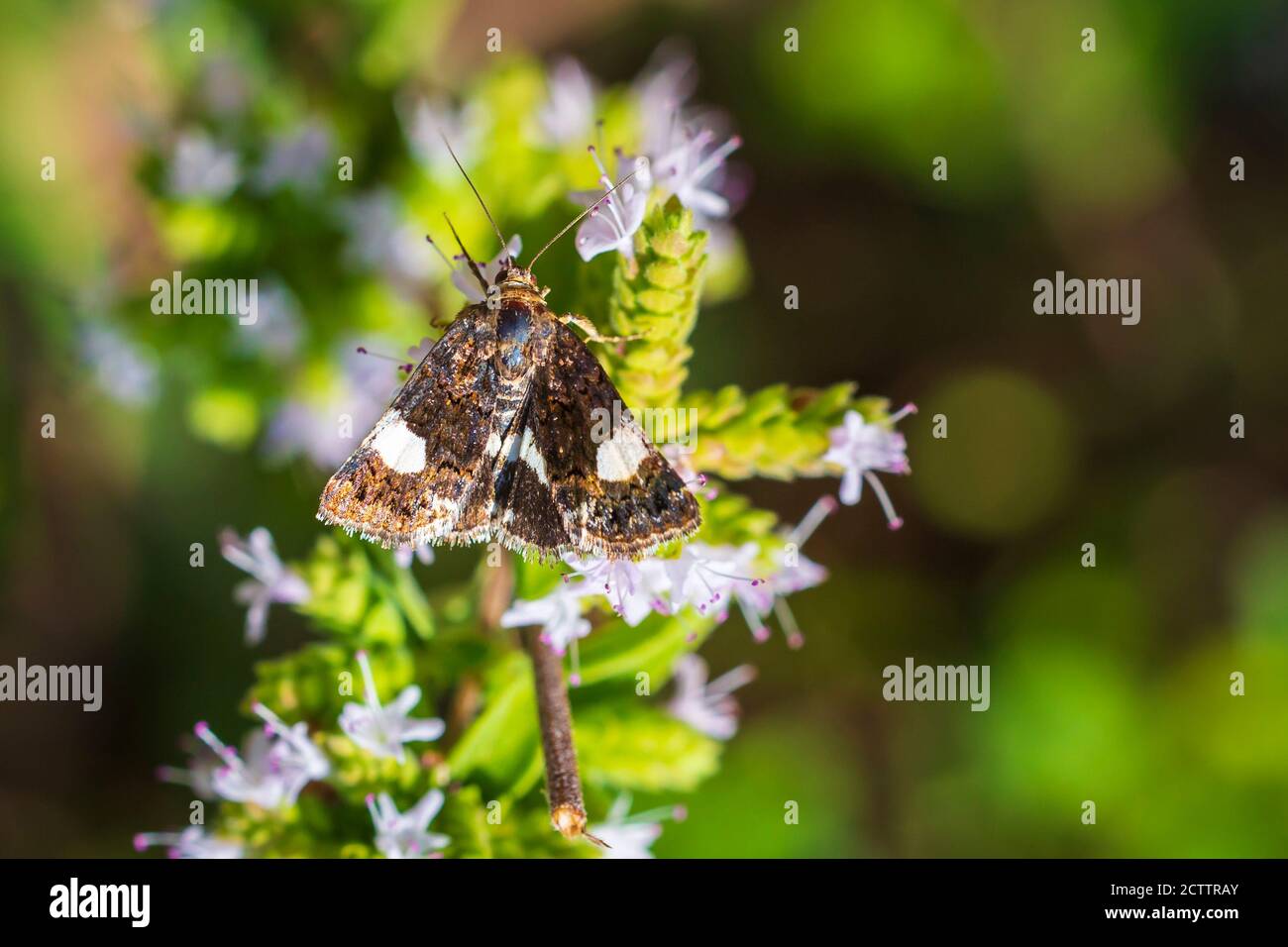 Closeup of a tyta luctuosa, four-spotted moth also field bindweed moth ...