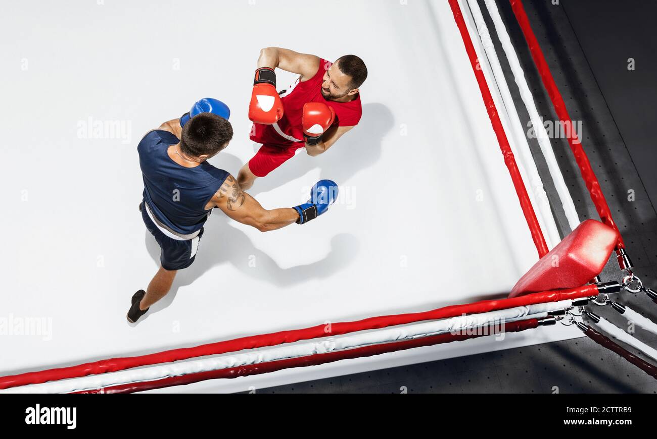 Fight. Two professional boxers boxing on white background on the ring ...