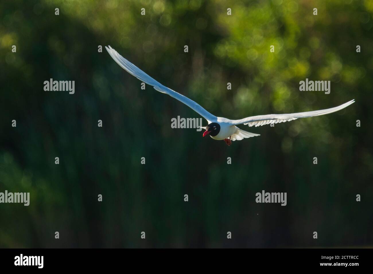 A Mediterranean Gull in flight , Camargue , France Stock Photo - Alamy