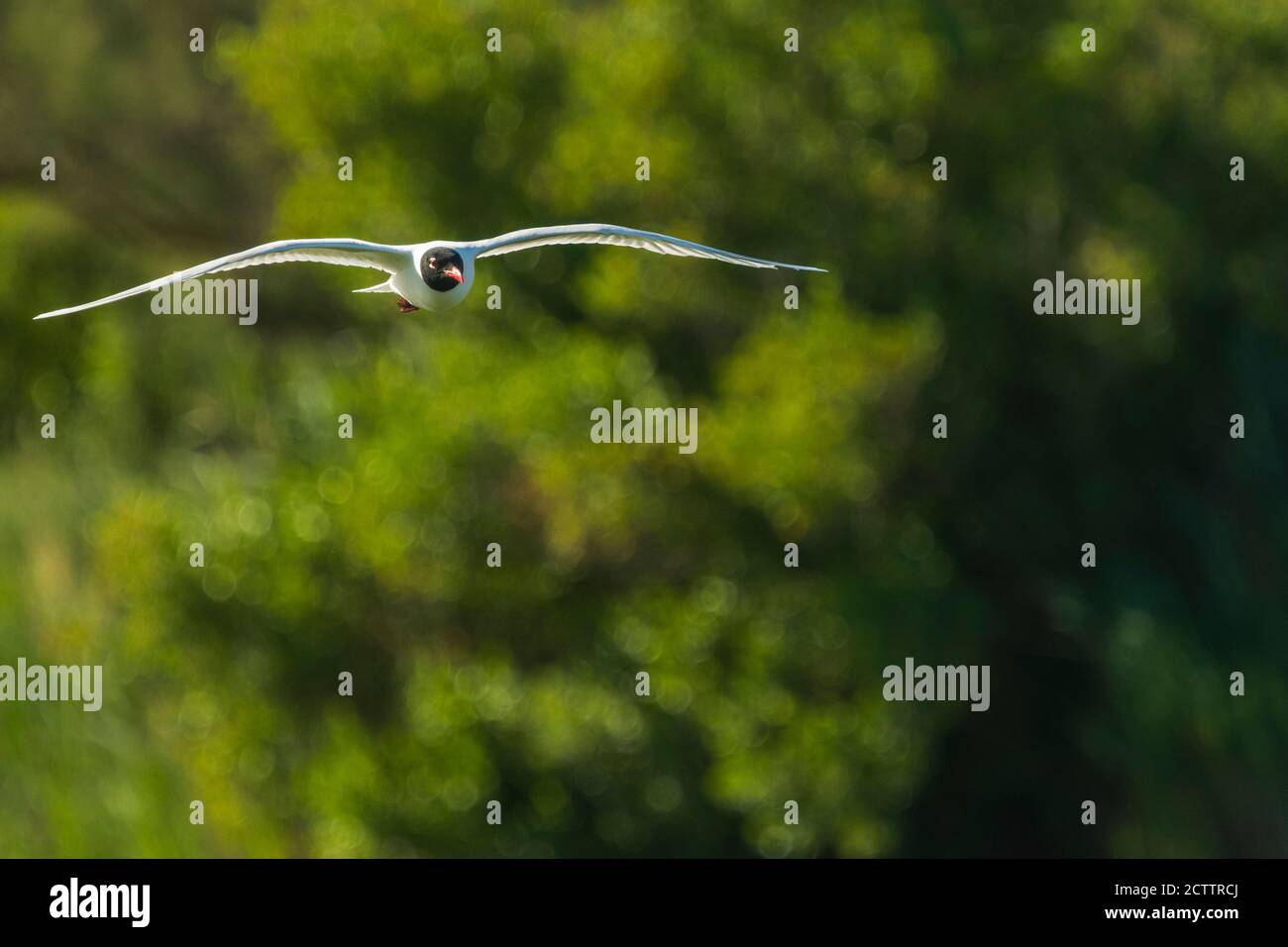 A Mediterranean Gull in flight , Camargue , France Stock Photo - Alamy