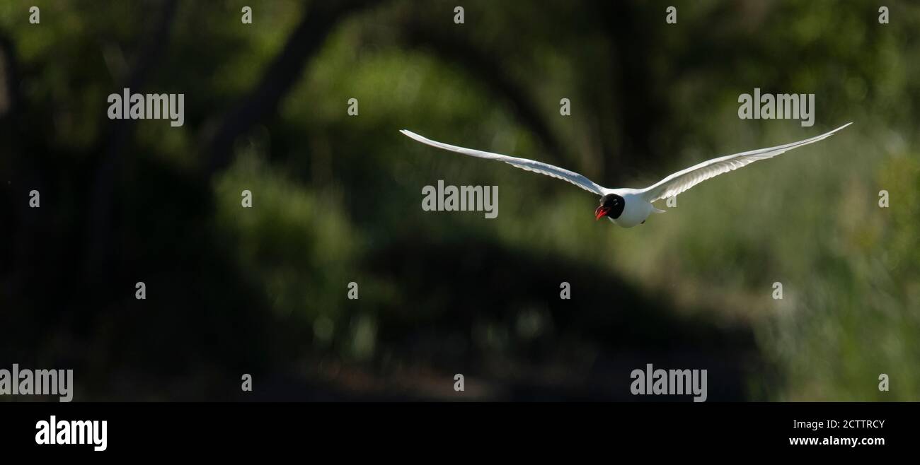 A Mediterranean Gull in flight , Camargue , France Stock Photo - Alamy