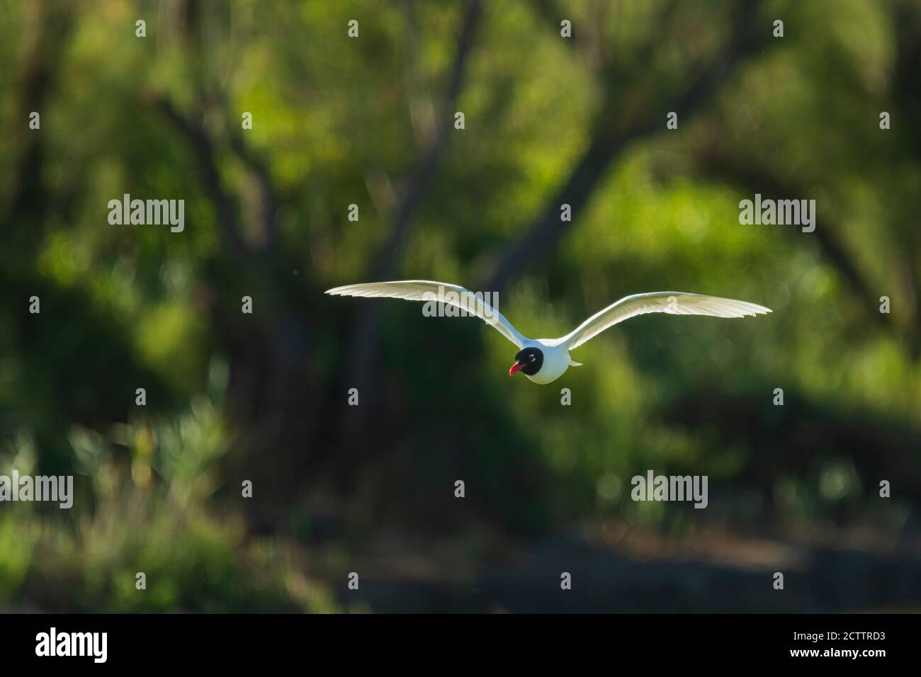 A Mediterranean Gull in flight , Camargue , France Stock Photo - Alamy