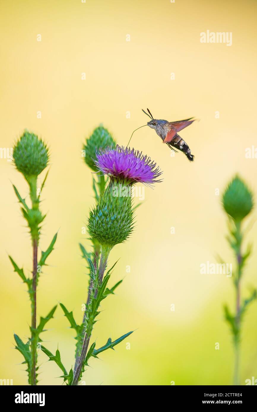 Moth pollination hi-res stock photography and images - Alamy