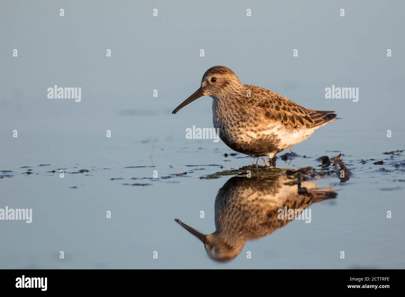 Dunlin (Calidris alpina). Adult in breeding plumage walking in shallow ...