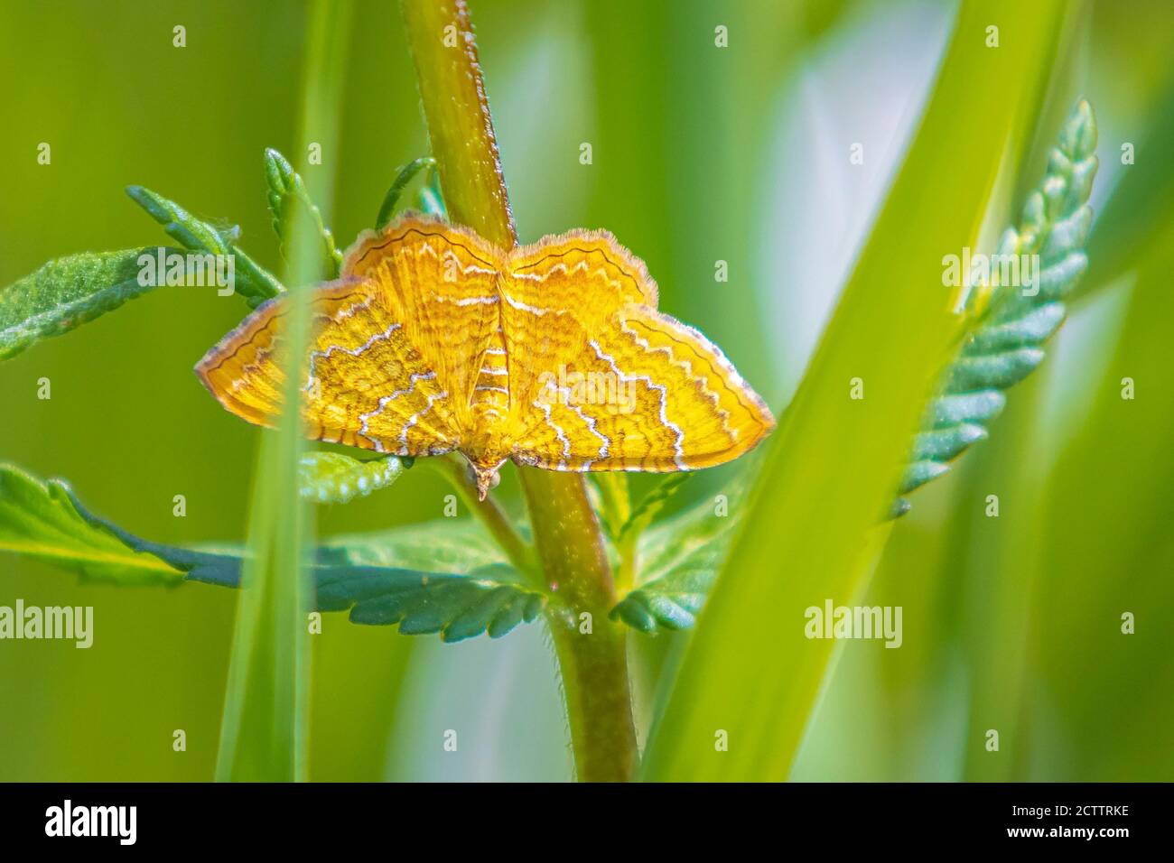 Yellow shell moth hi-res stock photography and images - Alamy