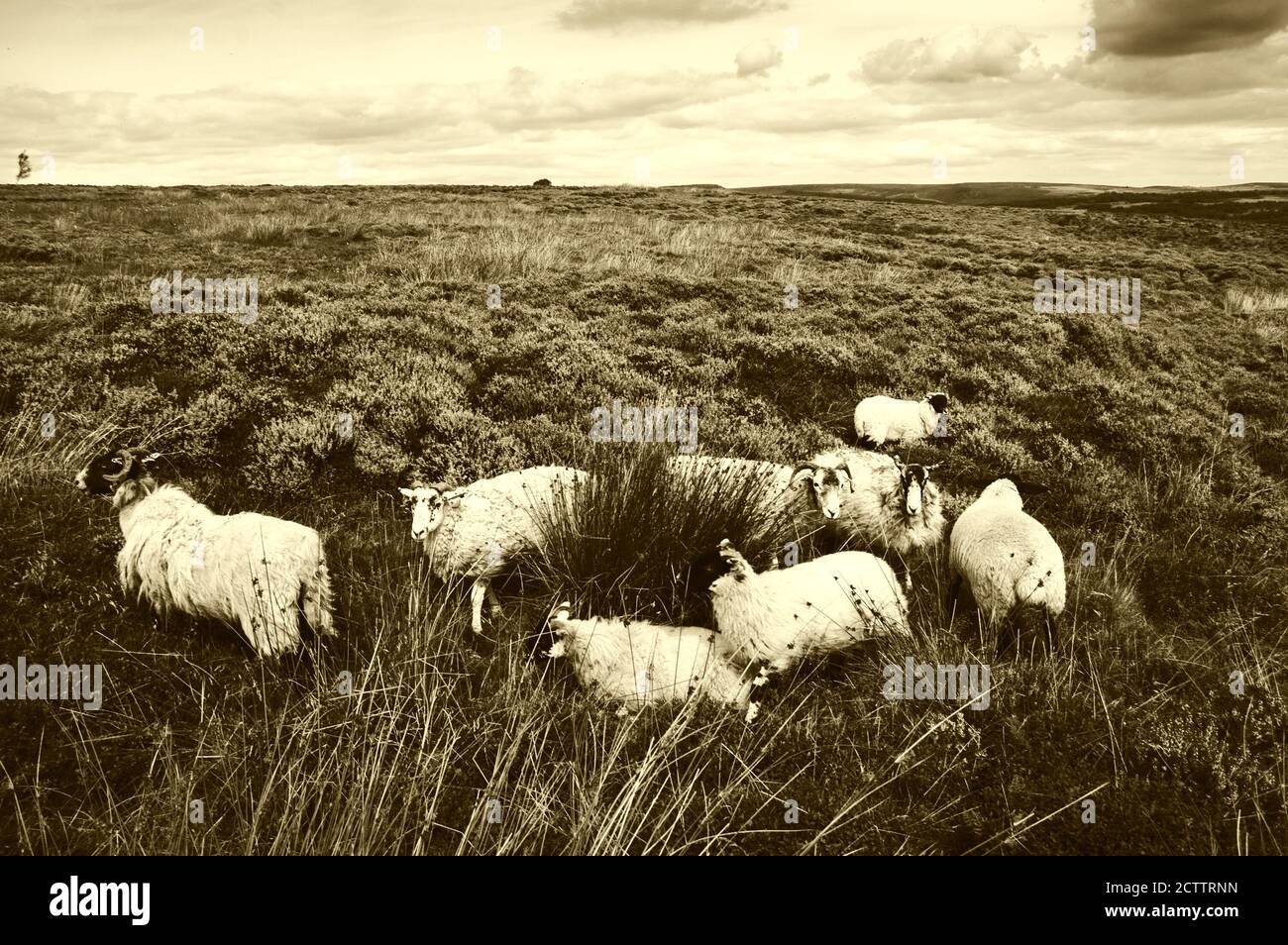 Peak District National Park. England, UK. Sheep grazing surrounded by ...