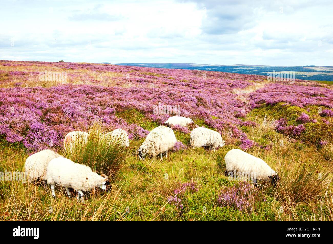 Peak District National Park. England, UK. Sheep grazing surrounded by ...