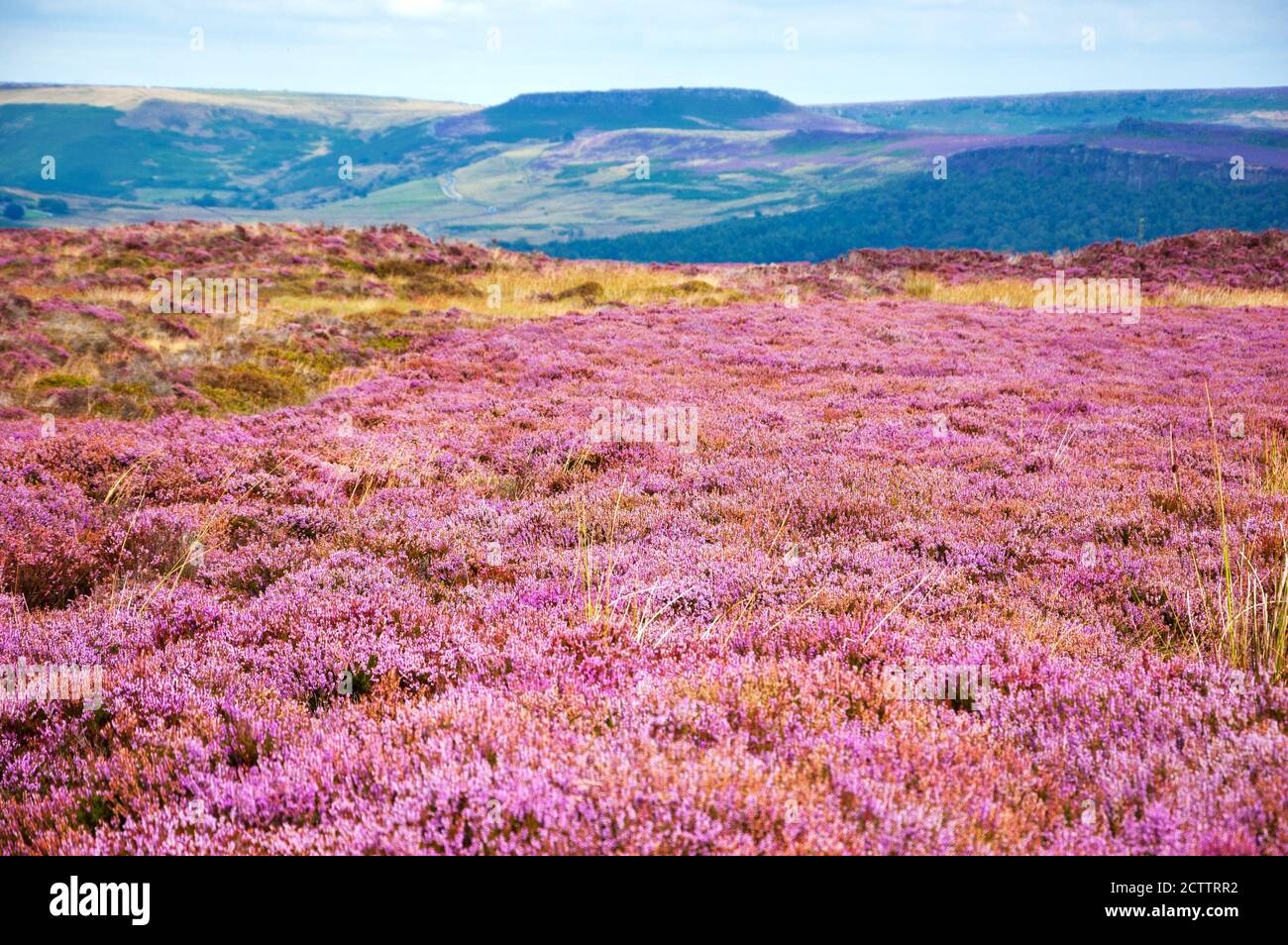 Countryside hills sunrise wildflowers hi-res stock photography and ...