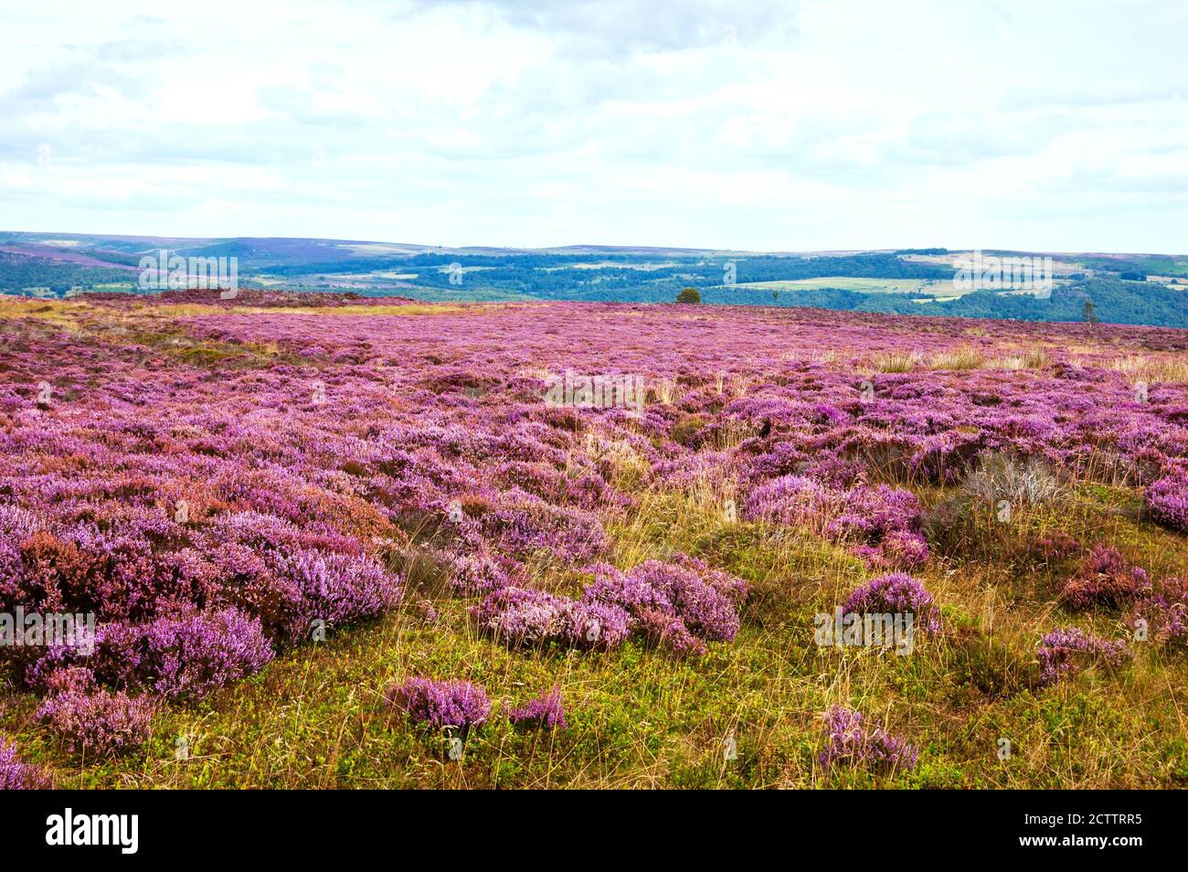 Countryside hills sunrise wildflowers hi-res stock photography and ...