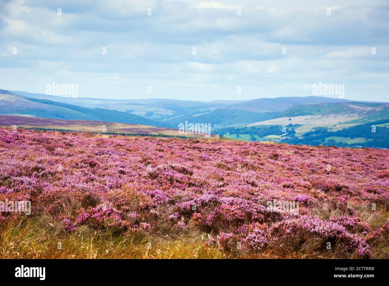 Peak District National Park. England, UK. Beautiful blooming purple ...