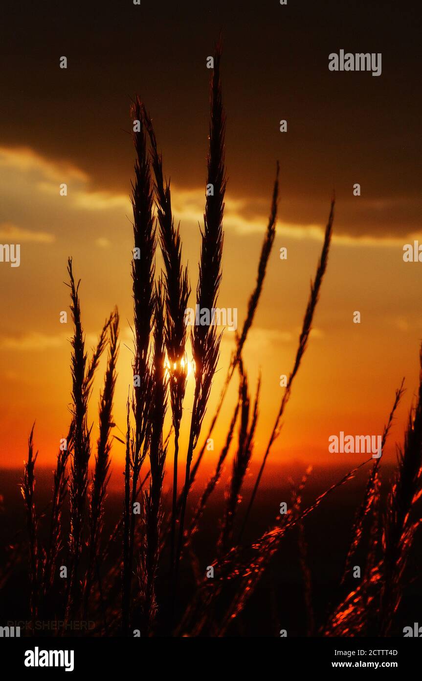 DRAMATIC SUNSET between blades of grass with orange fiery clouds and ...