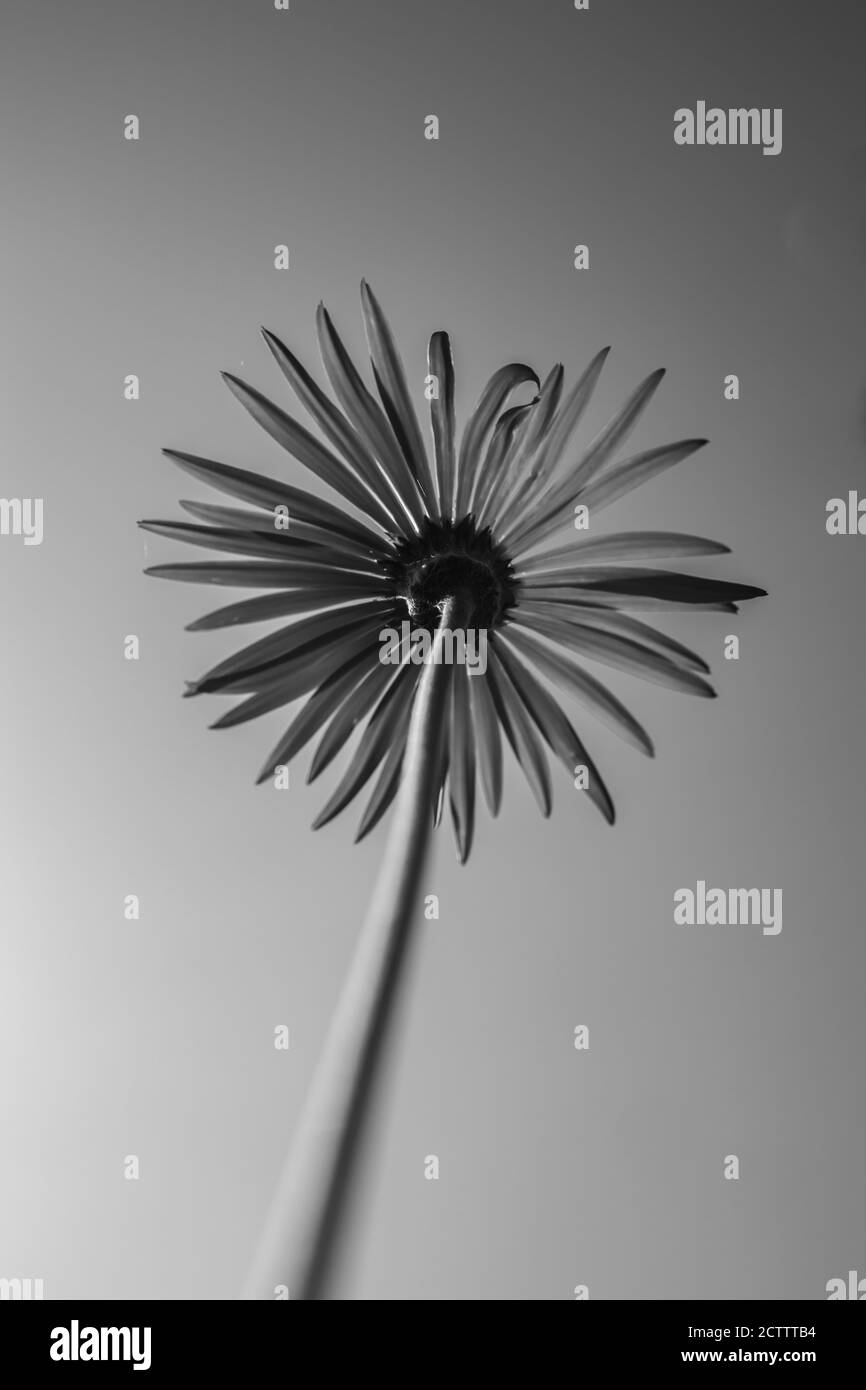 Flower outline frame hi-res stock photography and images - Alamy