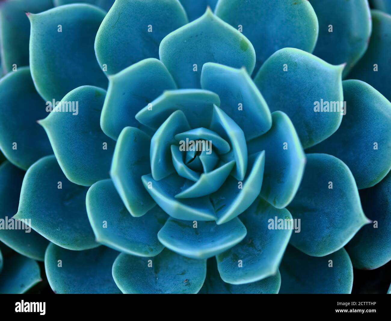 A beautiful cactus with a perfect pattern of leaves with pointed tips ...