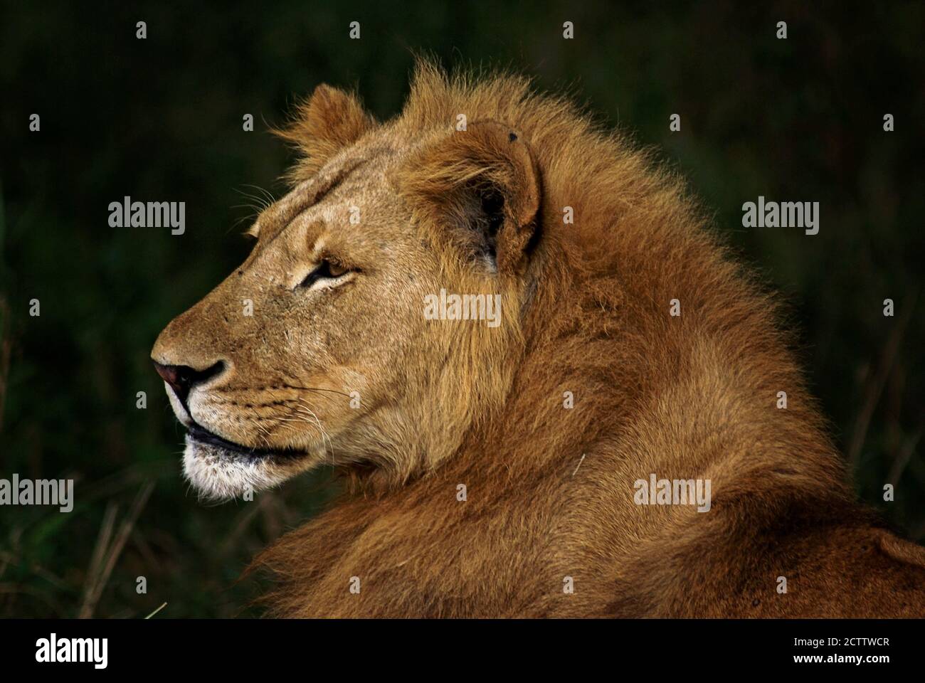 lion in natural enviroment, yawning and bing lazy enjoying the day ...