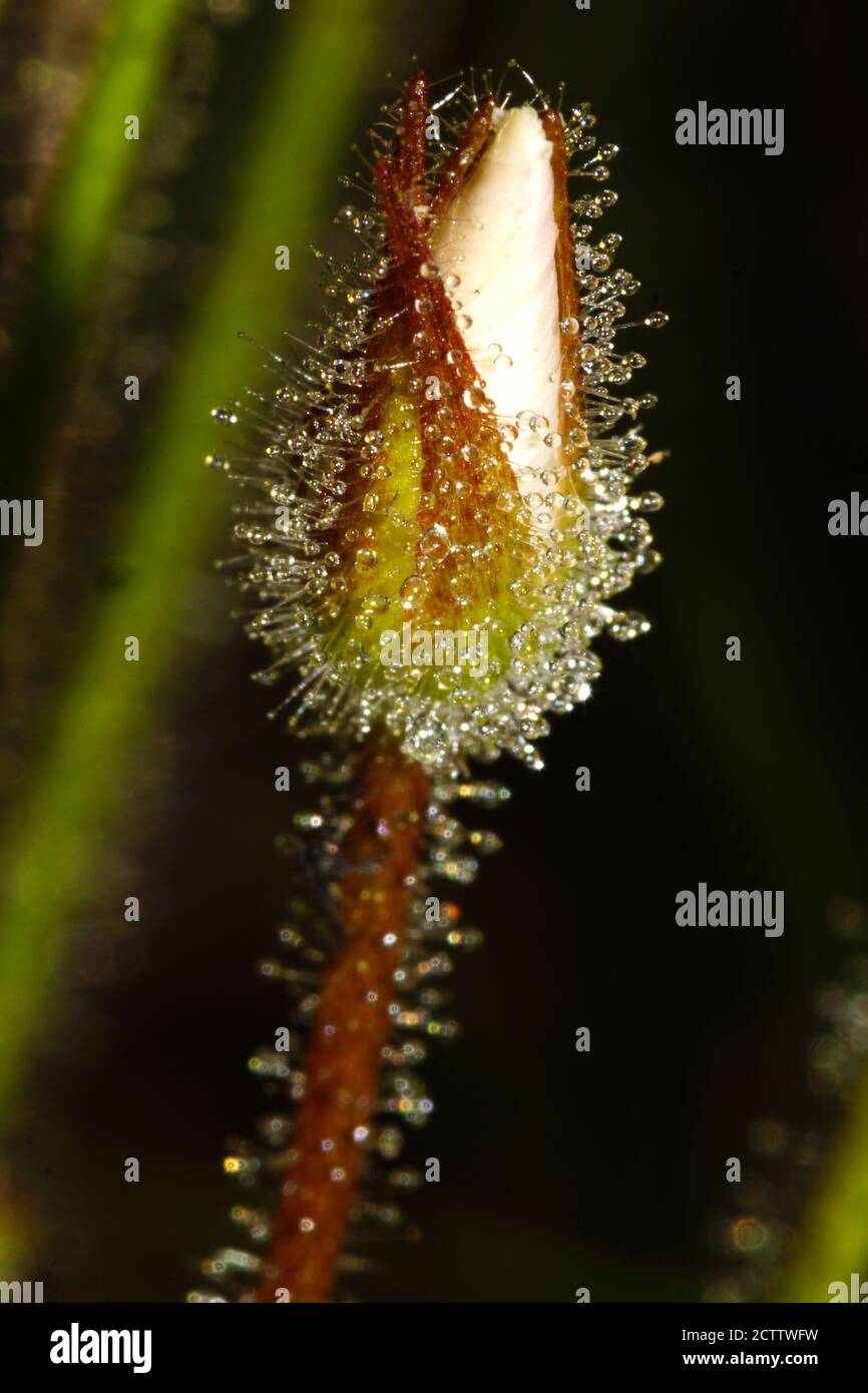 Flower bud of Byblis gigantea, the carnivorous giant rainbow plant ...