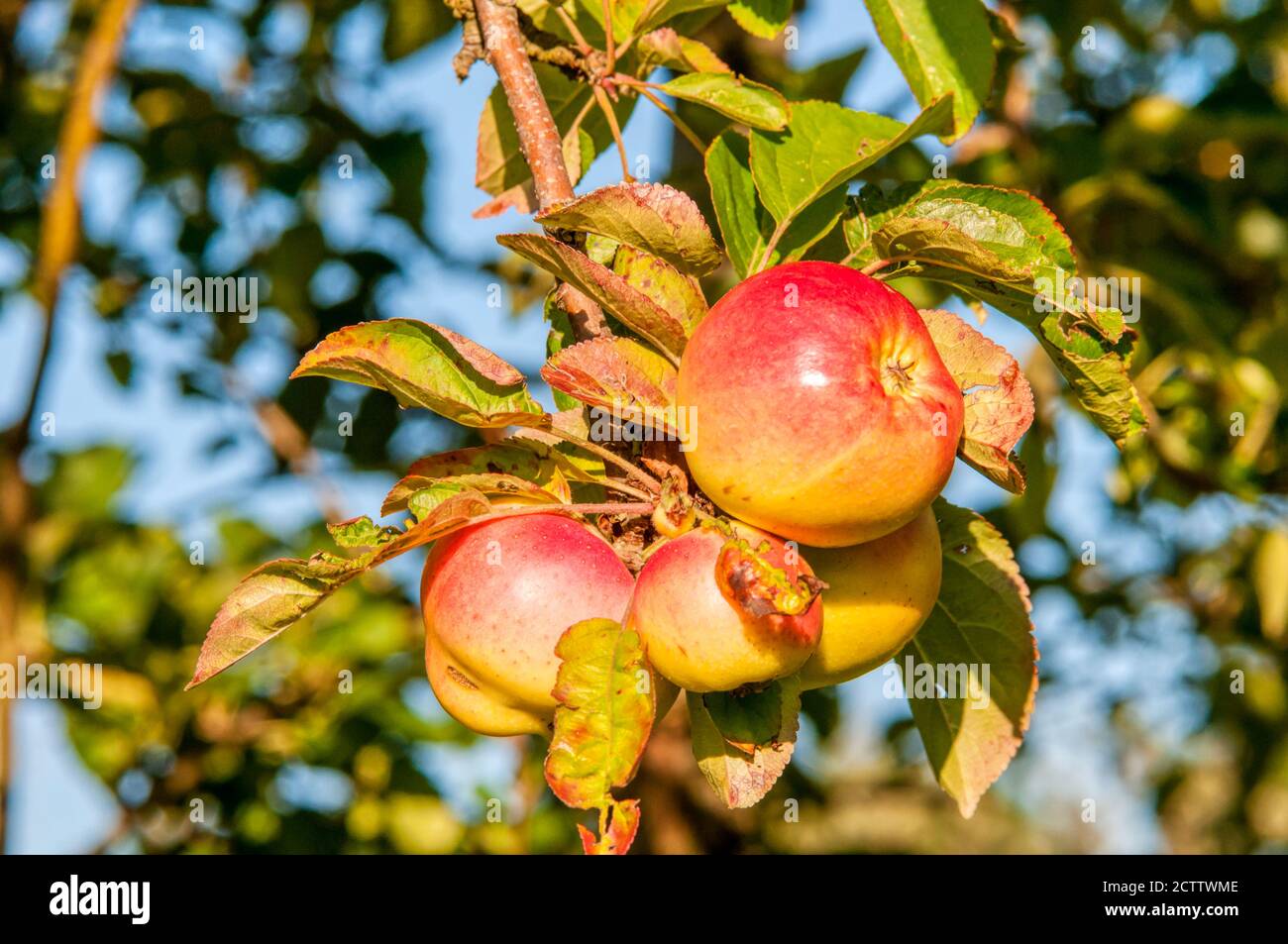 Banana Eater High Resolution Stock Photography and Images - Alamy