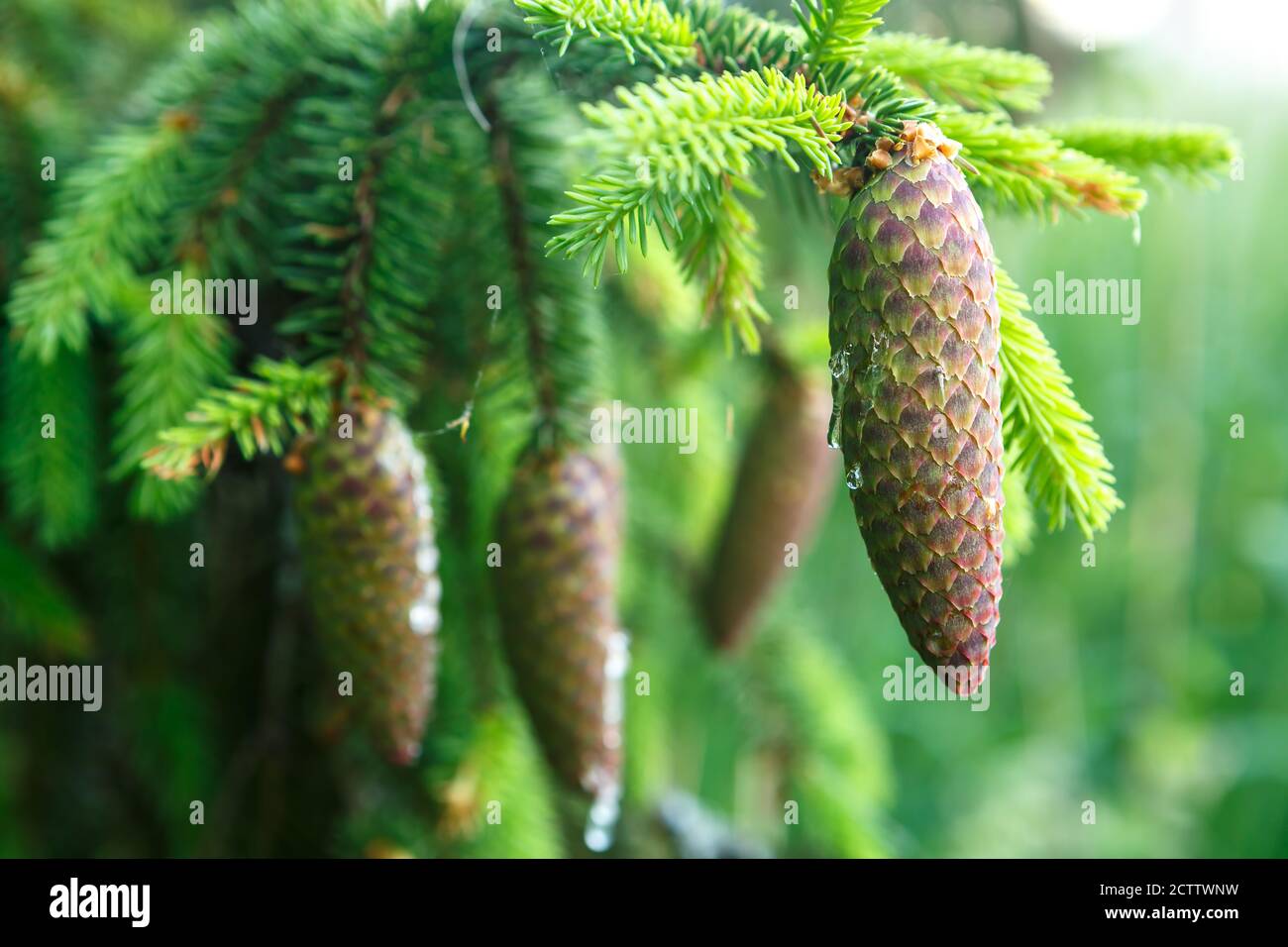 Evergreen tree resin on branch hi-res stock photography and images - Alamy