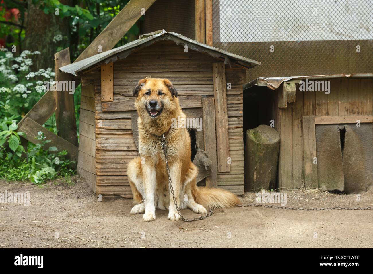 A guard dog sits on a chain near the booth. Protection of the territory ...
