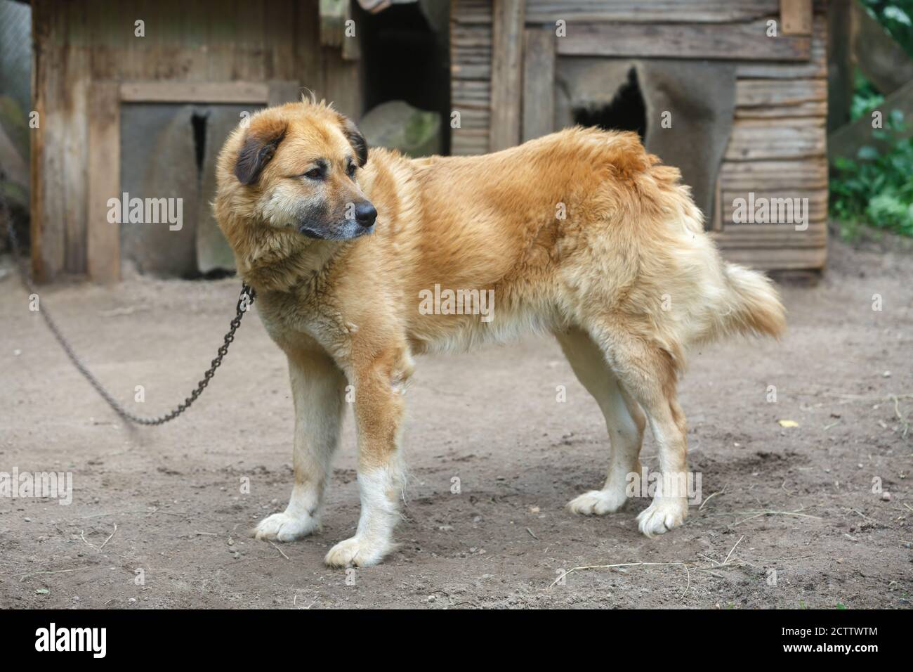 A guard dog sits on a chain near the booth. Protection of the territory ...