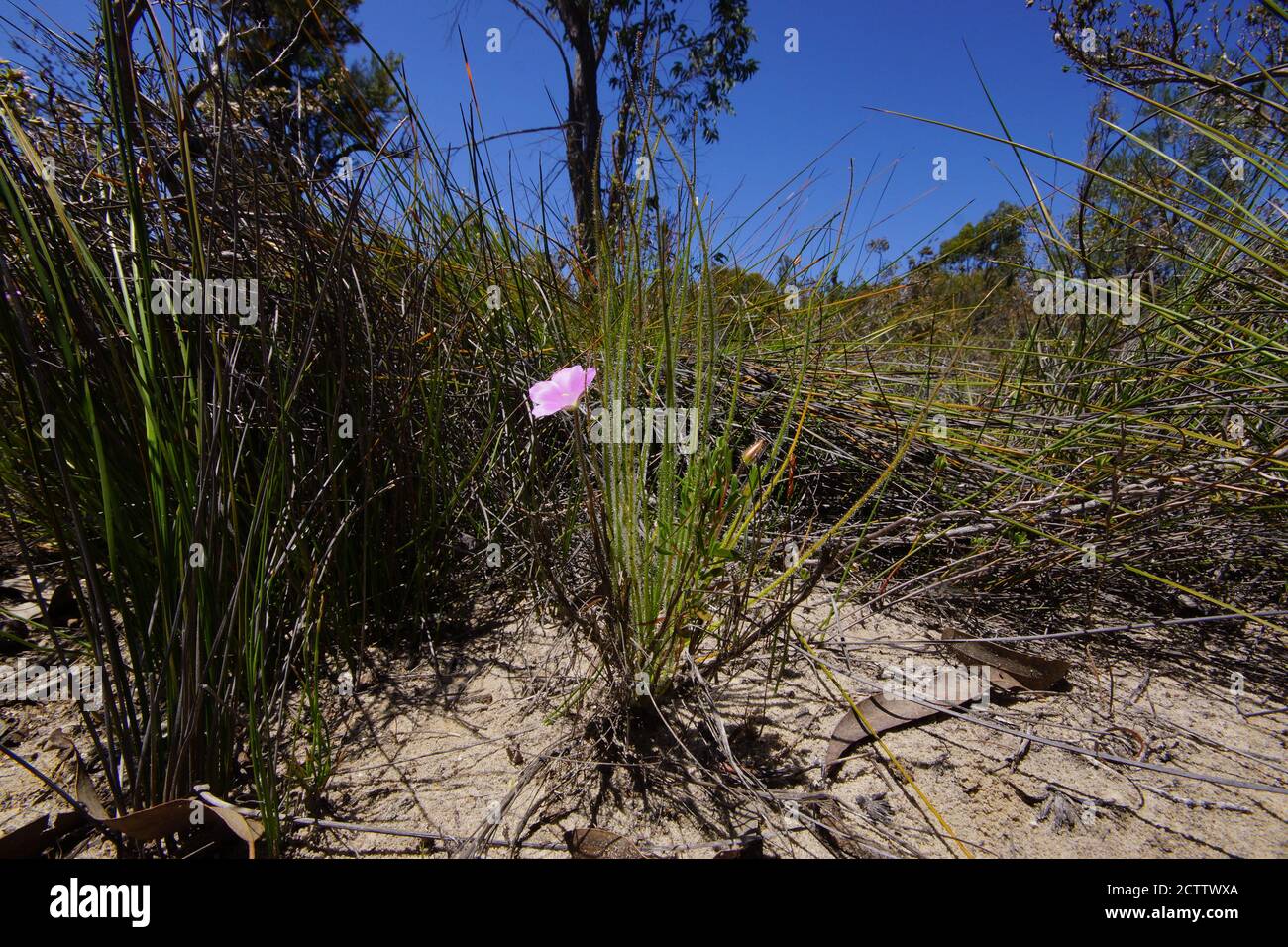 Flowering plant of Byblis gigantea, the giant rainbow plant, in ...