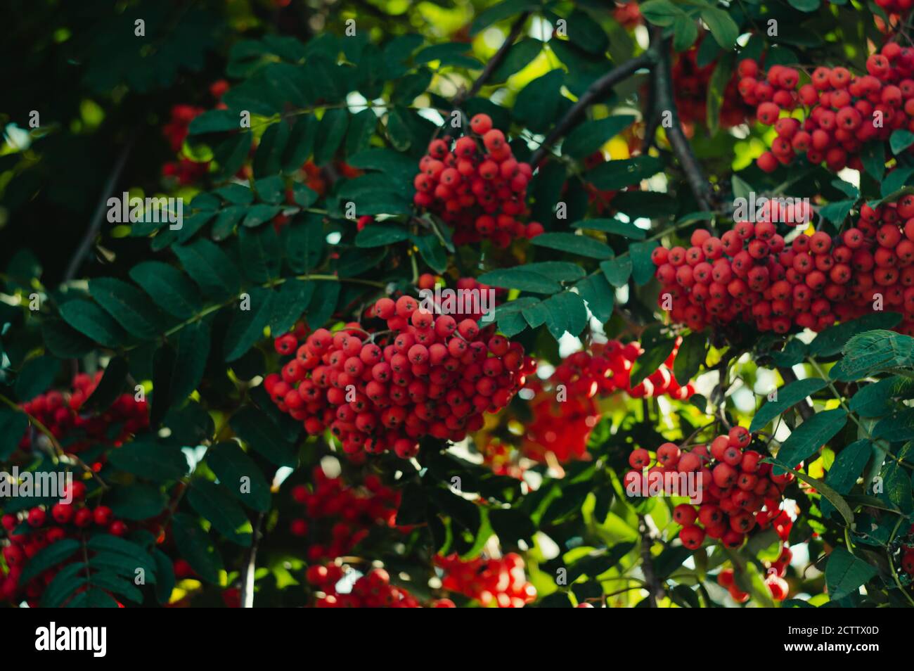 Rowan berries on branches bush hi-res stock photography and images - Alamy