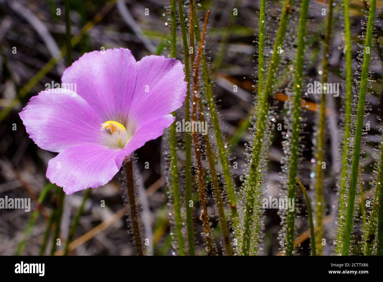 Pink flower of the carnivorous giant rainbow plant (Byblis gigantea ...
