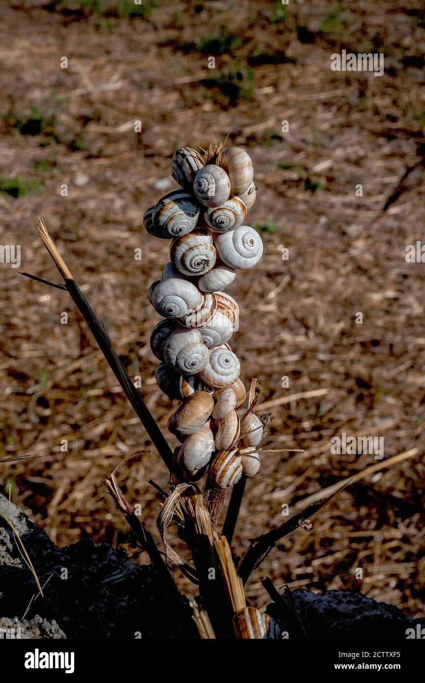 A colony of white Mediterranean snails (Theba pisana) clings to a plant ...