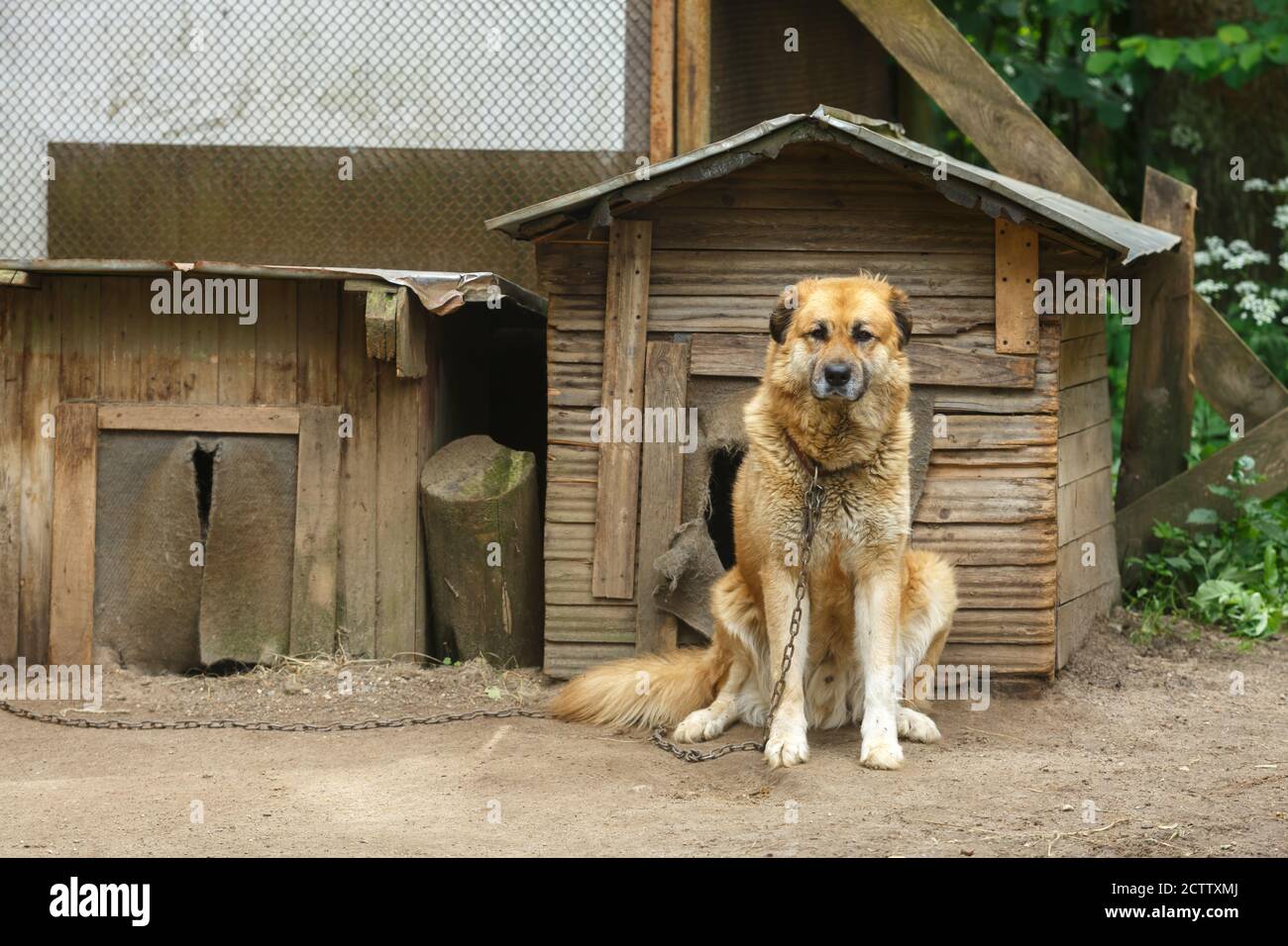 A guard dog sits on a chain near the booth. Protection of the territory ...
