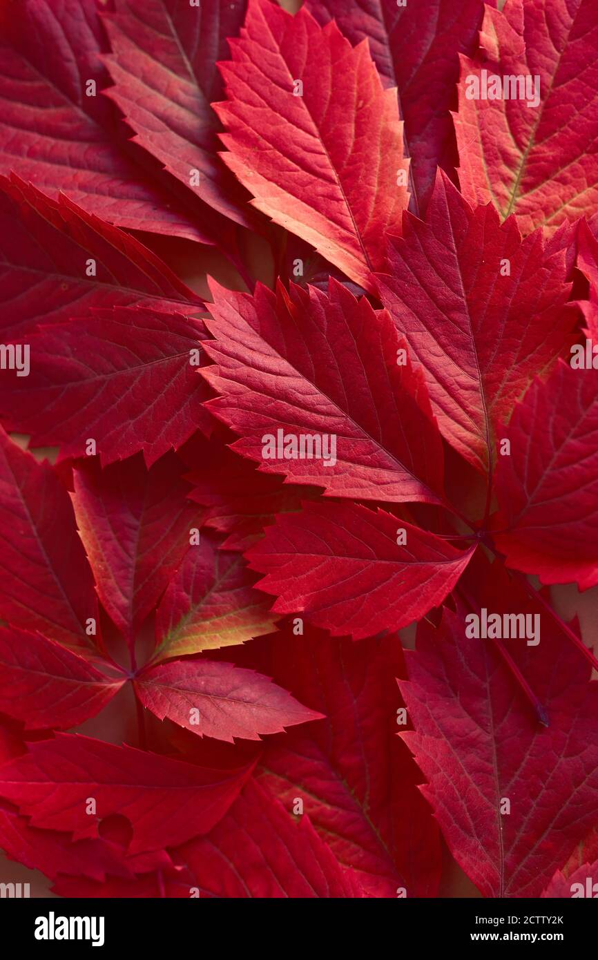 Red autumn leaves pattern Stock Photo - Alamy