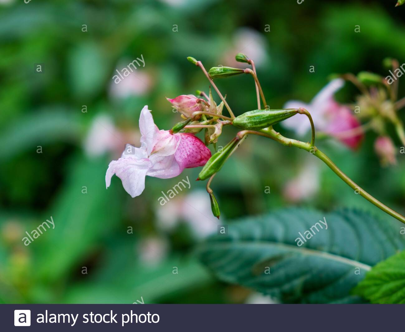 Indian Balsam Impatiens Glandulifera High Resolution Stock Photography ...