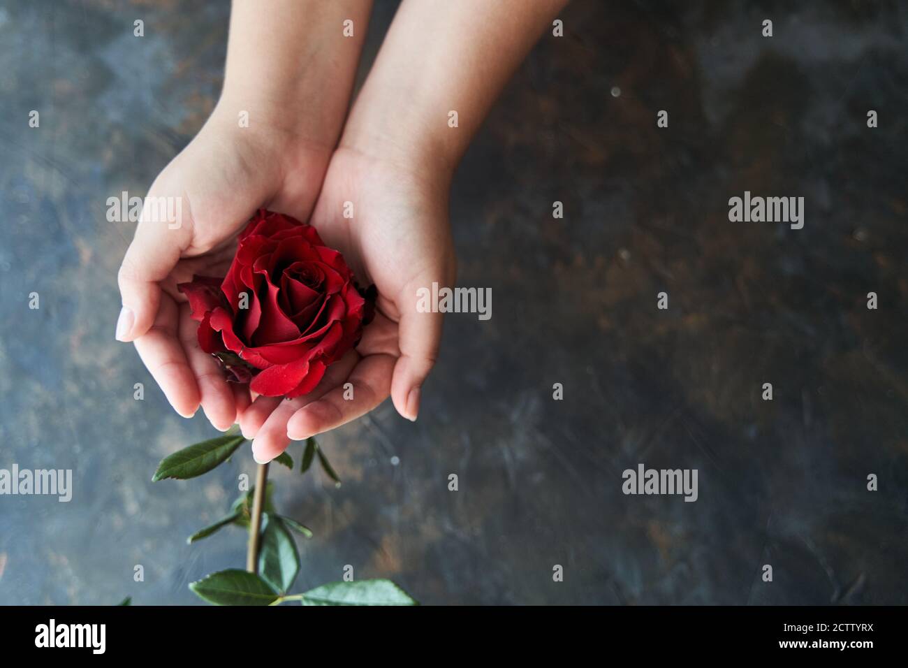Female flower plant rose hi-res stock photography and images - Alamy