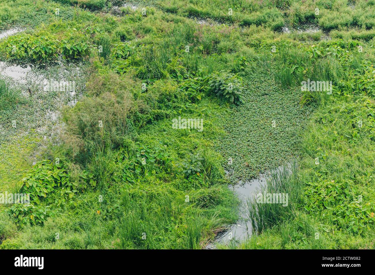 Wetland ecology or green plants grow on flooded areas Stock Photo - Alamy