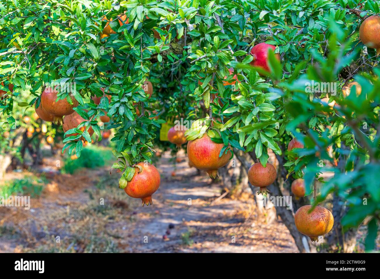 Orchard with pomegranate trees with ripe pomegranates hanging on ...