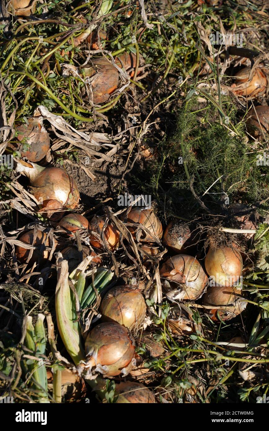 Onions in a field at harvest time Stock Photo - Alamy