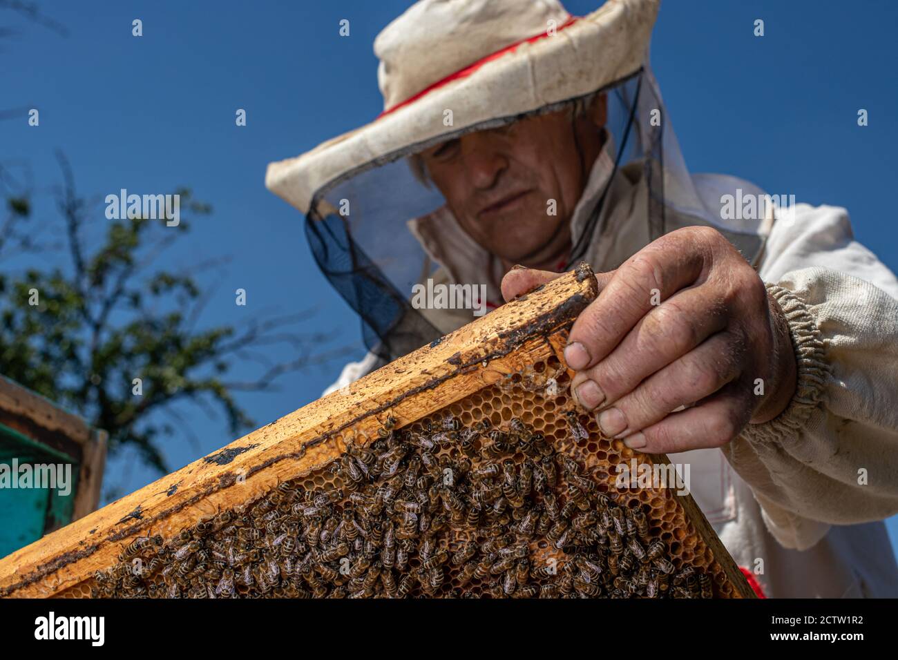 Beekeeper protection suit hi-res stock photography and images - Alamy