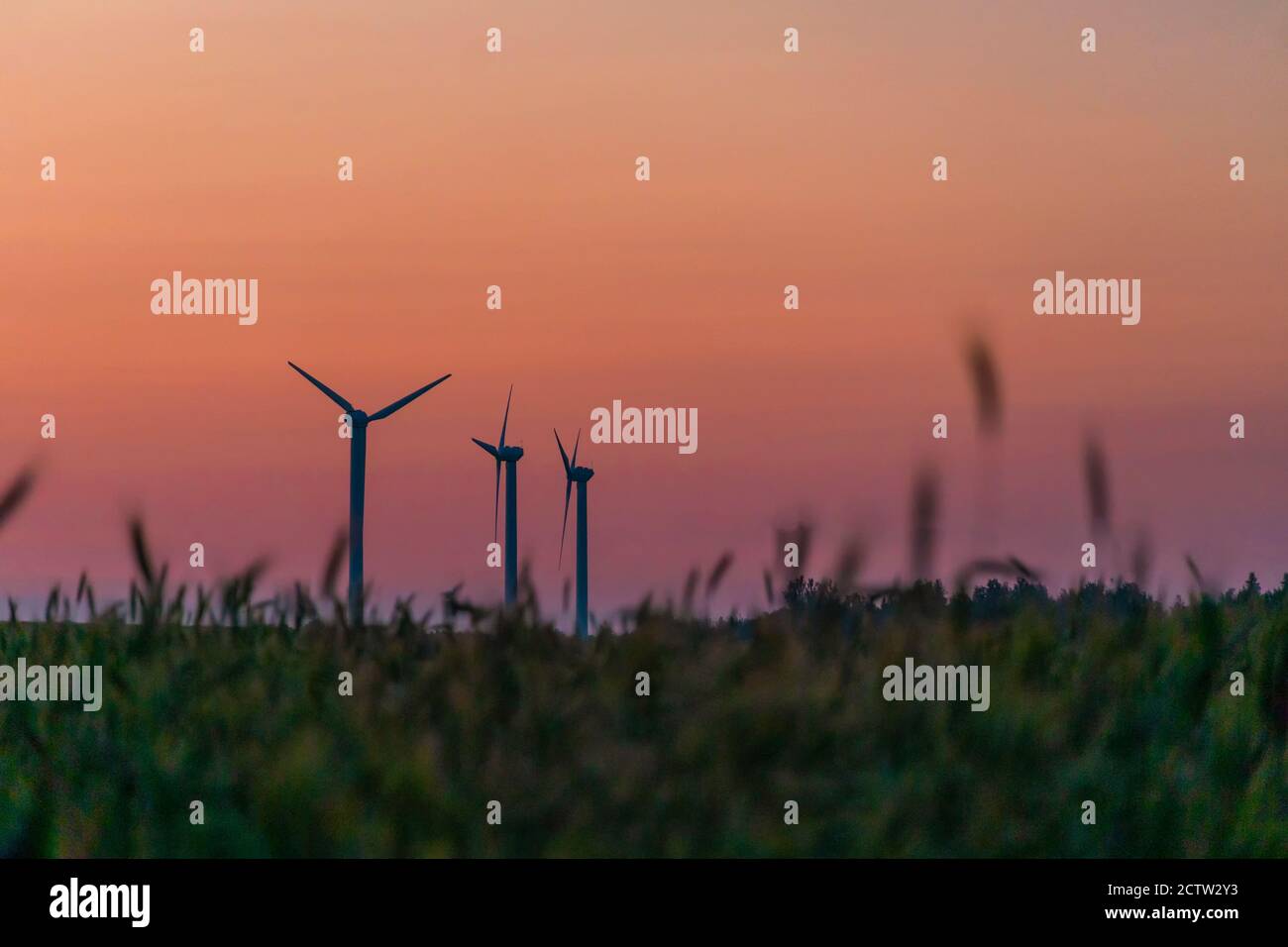 Wind turbines in a field of rye at sunset. Beautiful landscape with ...