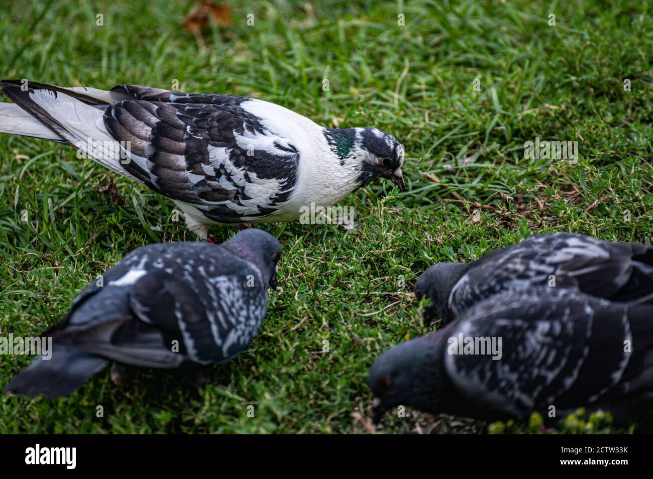 Doves on the lawn. A flock of pigeons are eating on the grass in the ...