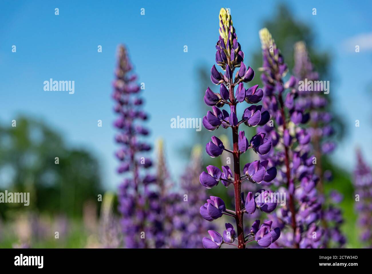 A field of blooming lupins in spring. A many of lupines in the meadow ...