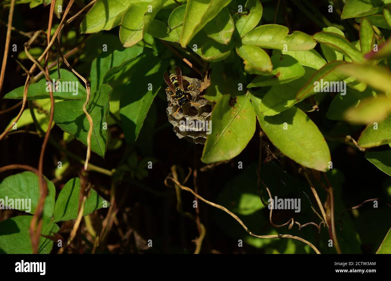 Closeup focus shot of a wasp building a nest Stock Photo - Alamy