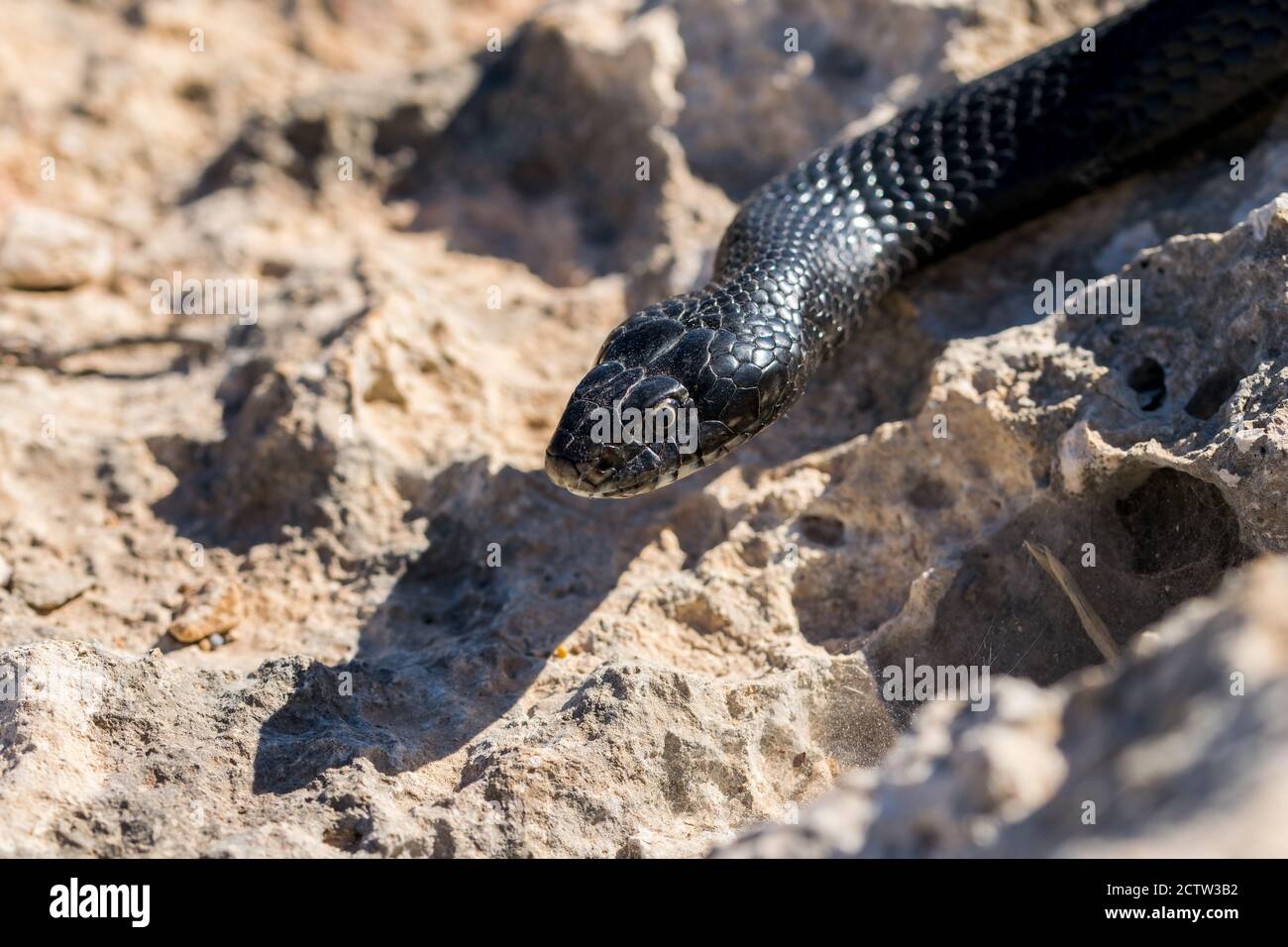 Maltese snakes hi-res stock photography and images - Alamy