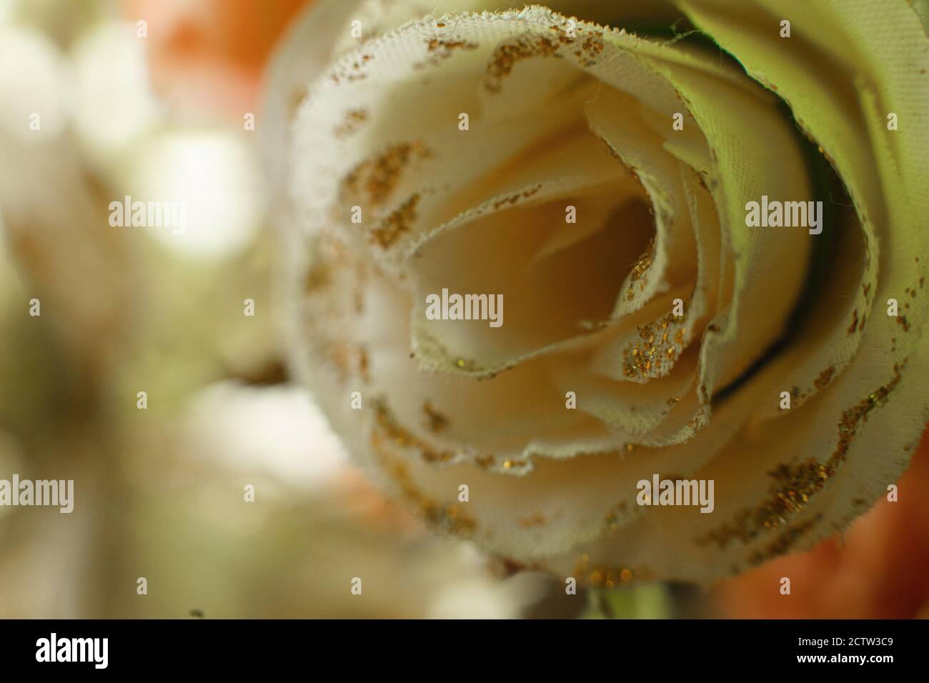 Beautiful white rose with special glitters on petals Stock Photo - Alamy