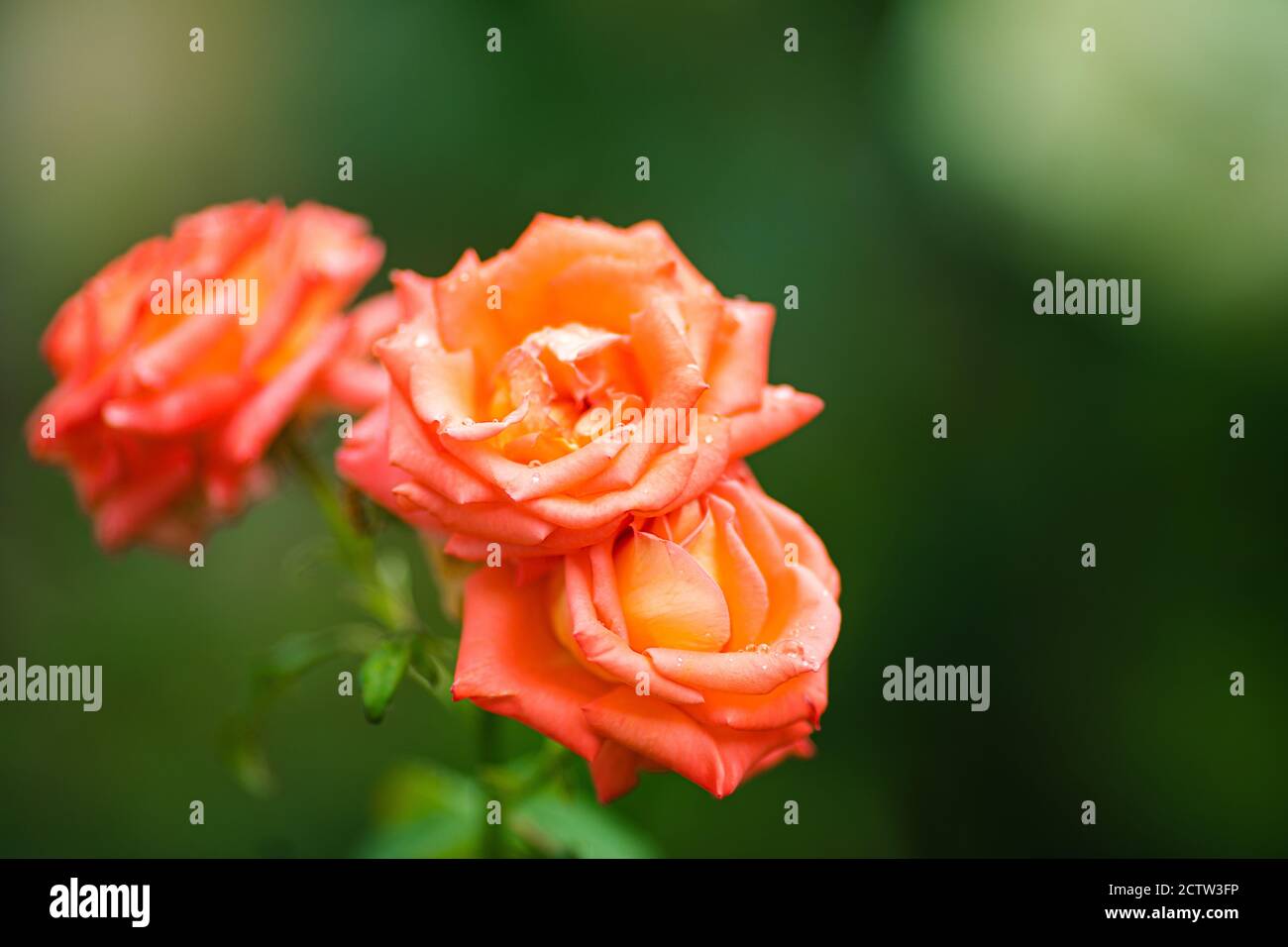 Lonely plant illustration hi-res stock photography and images - Alamy