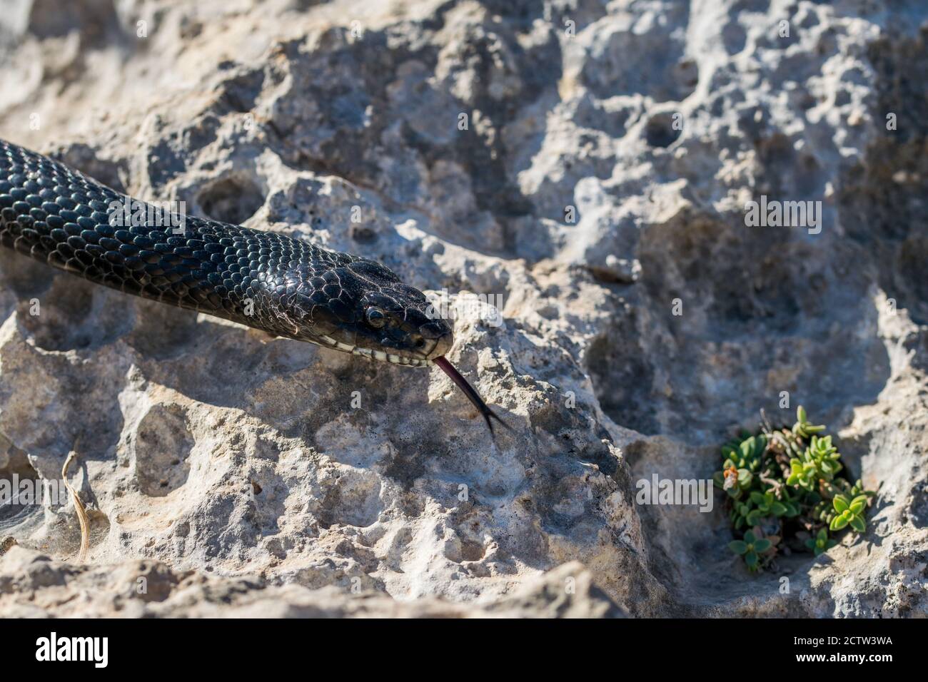 Maltese snakes hi-res stock photography and images - Alamy