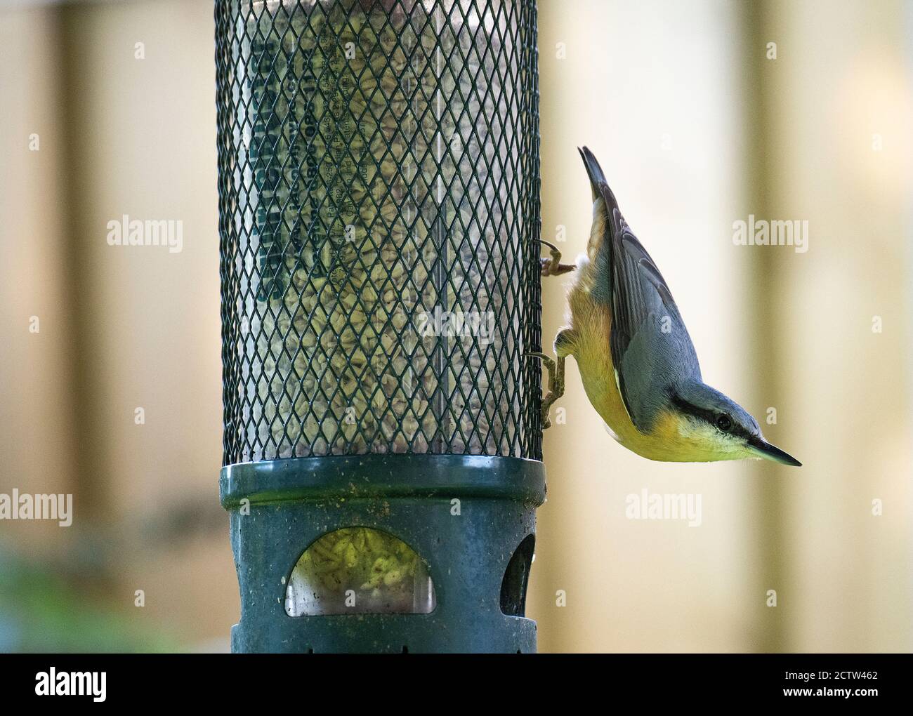 A Beautiful Nuthatch on a Bird Feeder Eating Sunflower Hearts in a ...