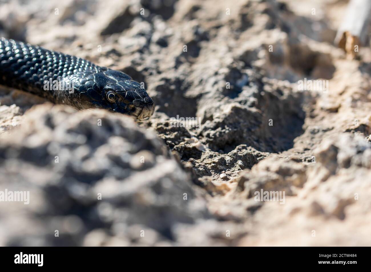 Maltese snakes hi-res stock photography and images - Alamy