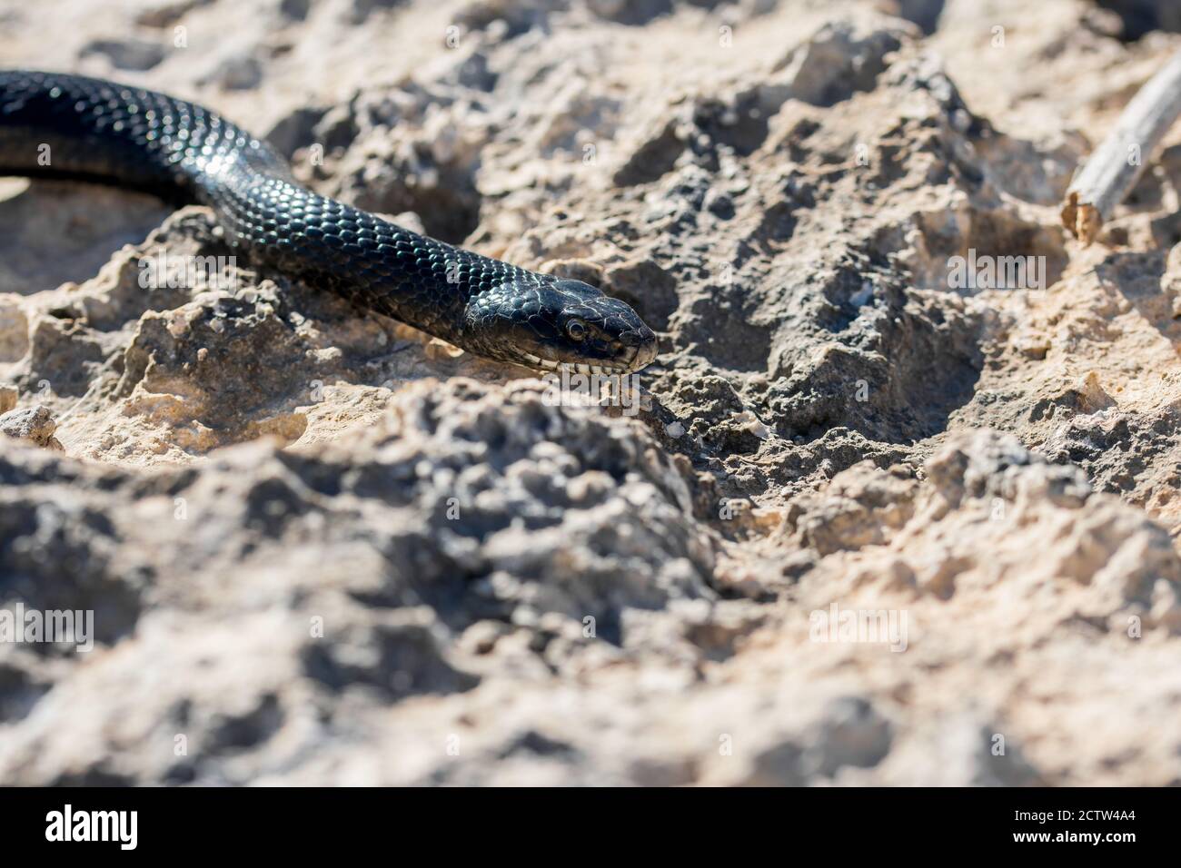 Maltese snakes hi-res stock photography and images - Alamy