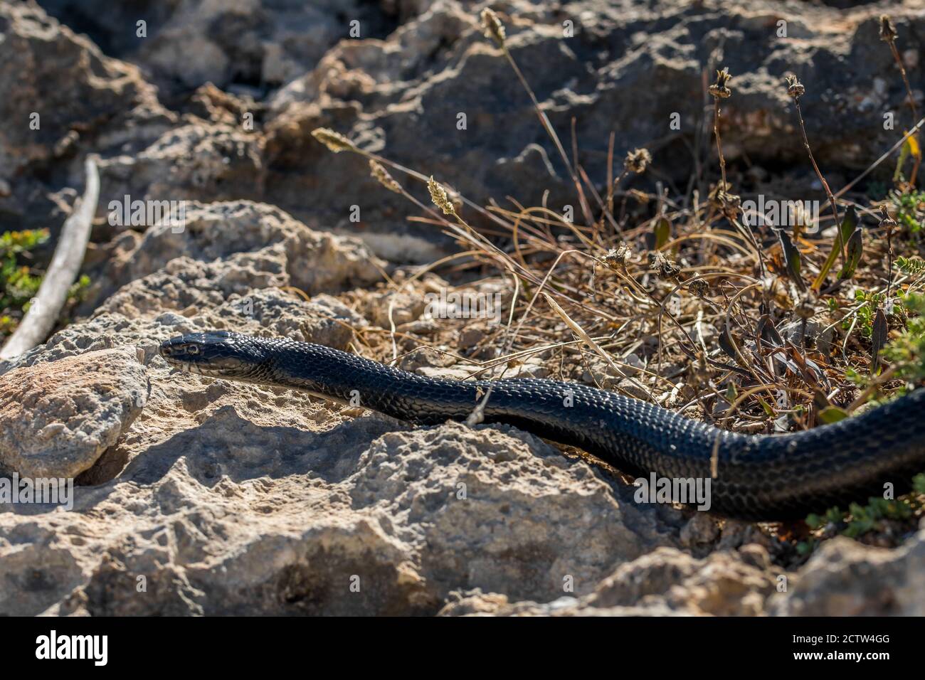 Black western whip snake, Hierophis viridiflavus, slithering on rocks ...