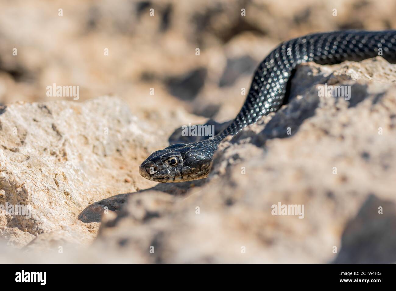 Black western whip snake, Hierophis viridiflavus, slithering on rocks ...
