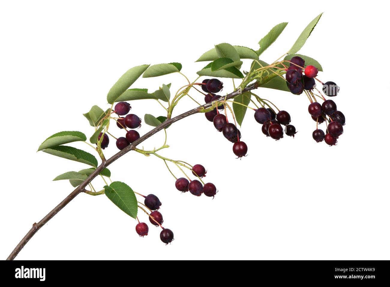 Serviceberry tree Cut Out Stock Images & Pictures - Alamy