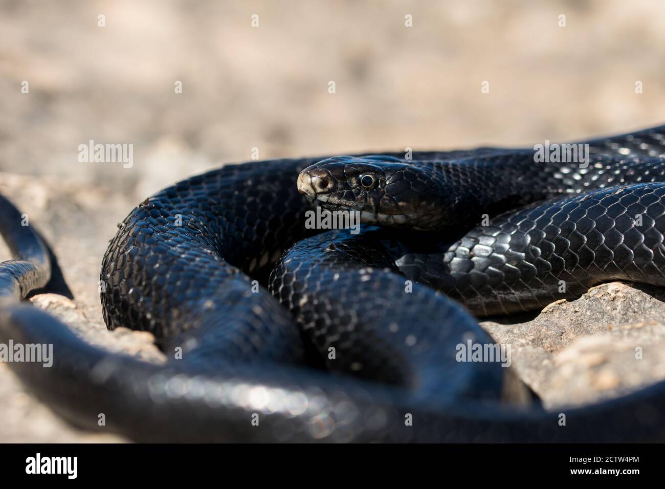 Maltese snakes hi-res stock photography and images - Alamy